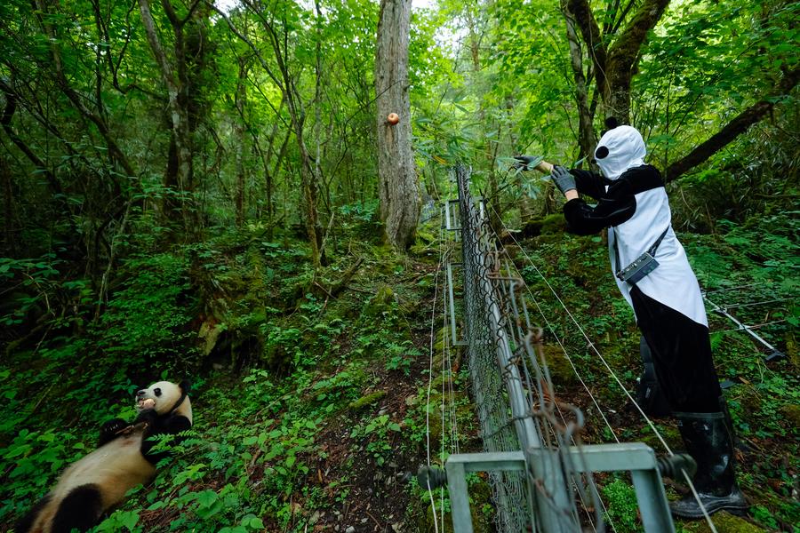 National park boosts panda population, exploring harmony between humans ...